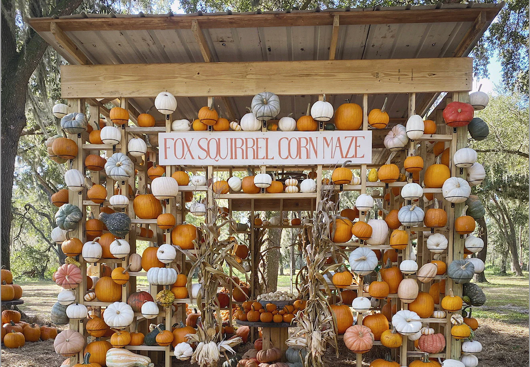 The Fox Squirrel Corn Maze Is Bringing Fall to Florida
